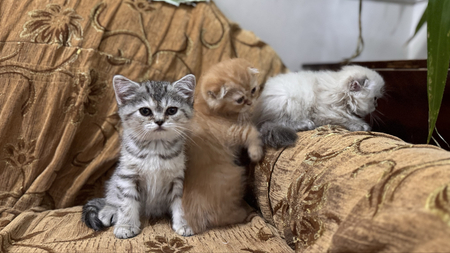 Продаются котята