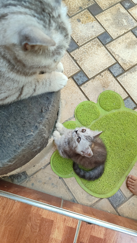 Срочно продаётся Котёнок 2 месяц.