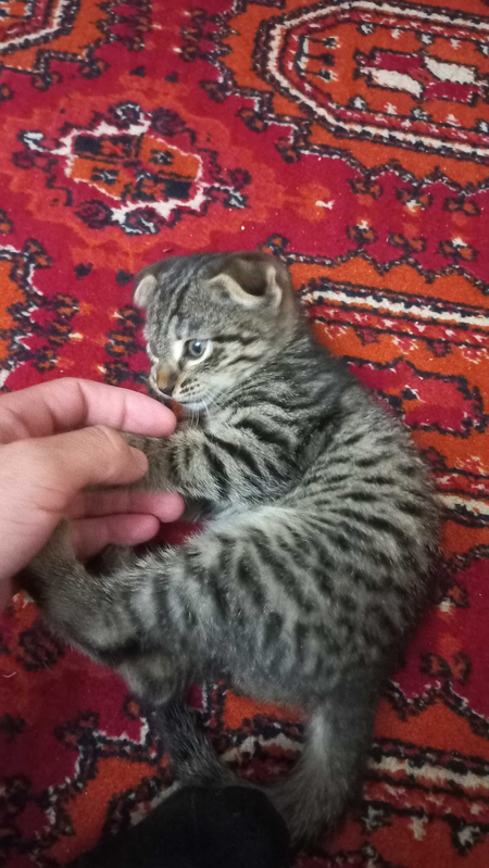 Scottish fold Mushuk sotiladi