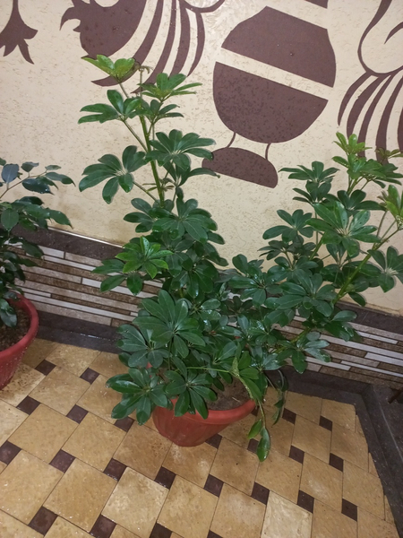 Xona gullari sotiladi