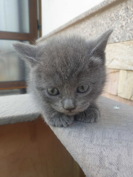 Отдаю котят в добрые руки