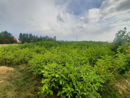 Yongoq karlik , орех карлик
