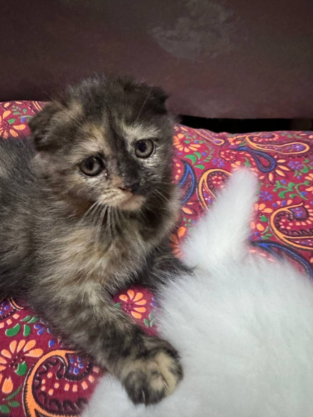 Скоттиш фолд кошка