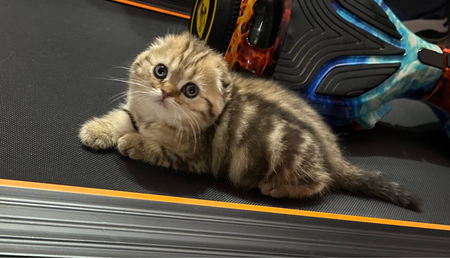 На продаже котенок скоттиш фолд