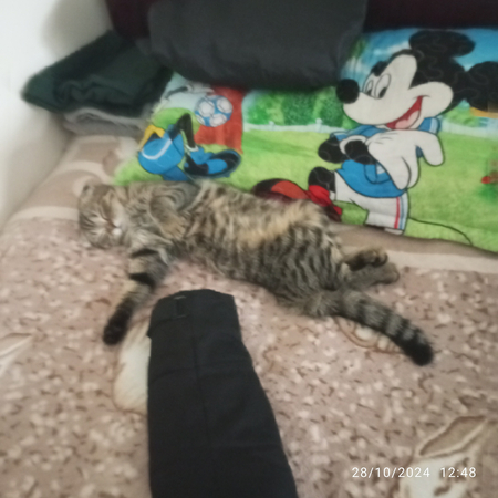 Mushu sotiladi zoti skotsh fold