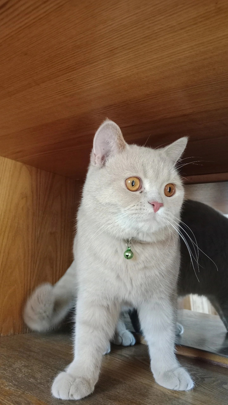 Кошка 1 гоп домашний