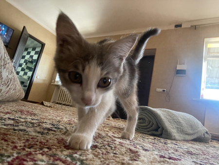 Котенок девочка