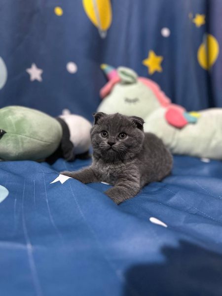 Shots fold котёнки