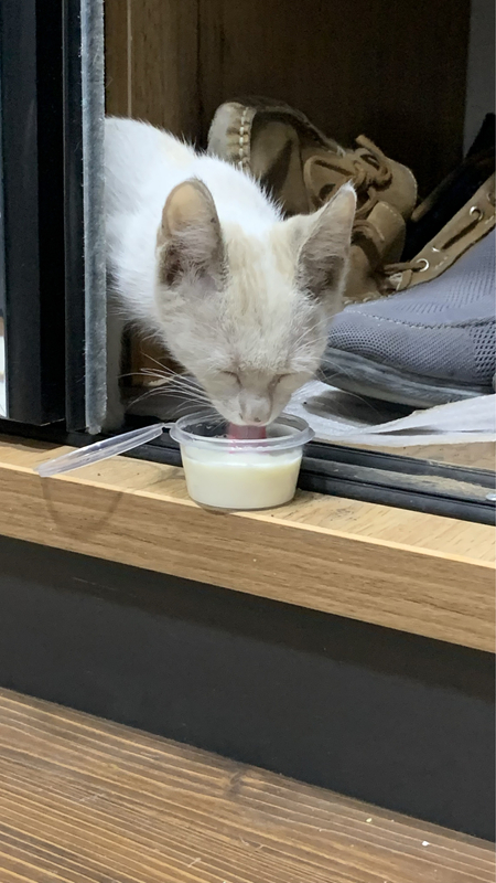 котенок в хорошие руки