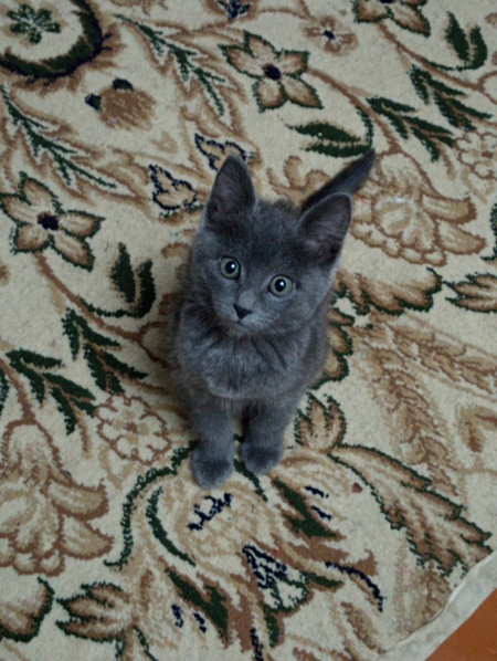 Милый кошка. Кошкааа
