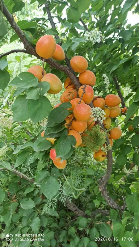 Oʻrik yongʻoq olxuri bodom pista uzum olma nok golos shoftoli behi