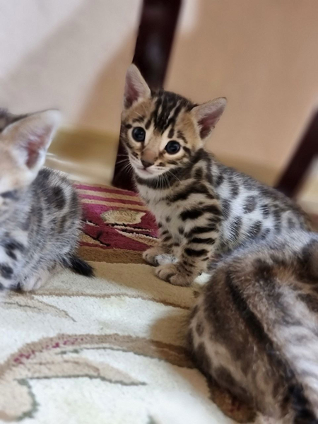 Бенгальский кошка