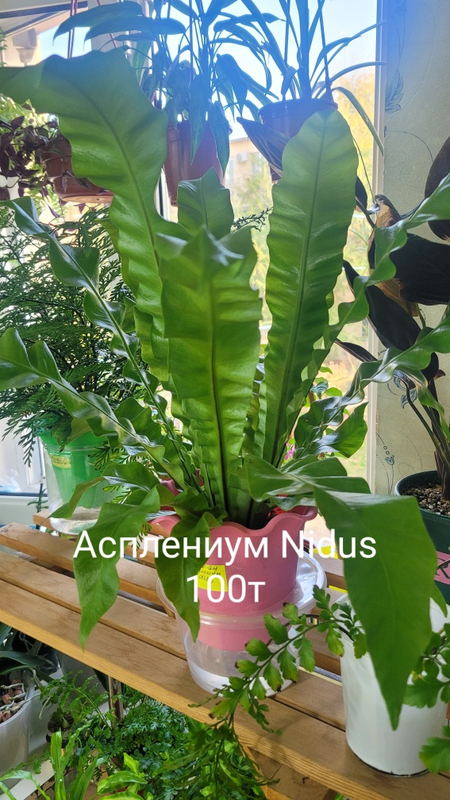 Комнатные растения
