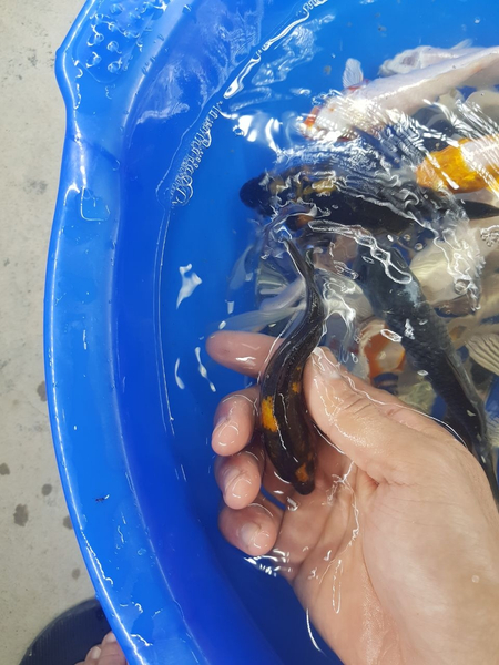 Koi malayziyani bollari