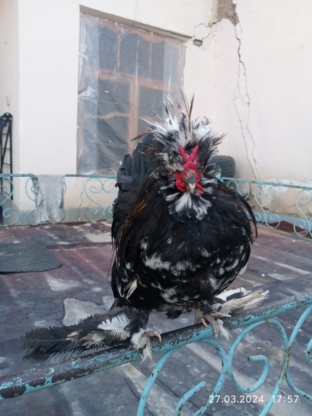 Япон хороз корейс
