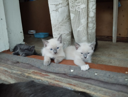 Продаются котятки 2 девочки.