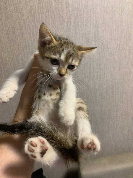 Котята домашние отдам в добрые и заботливые руки.