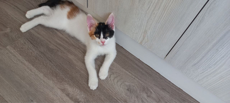 Домашние котята