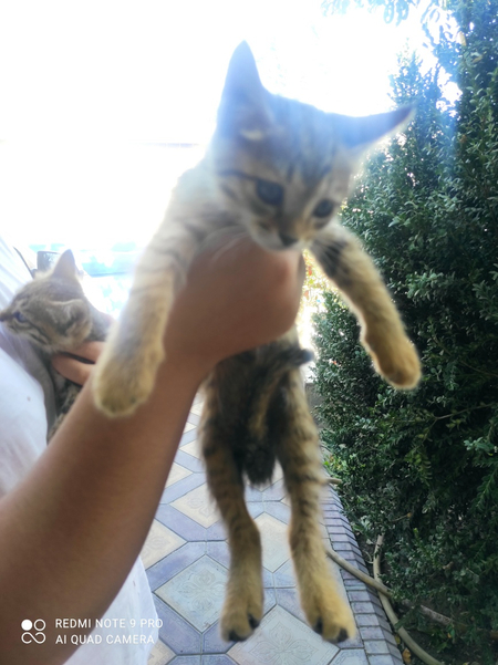 Котята домашние им уже 2 месяцев