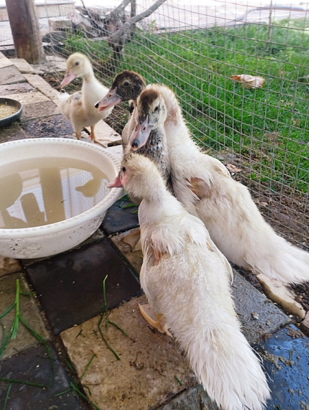 Пародали Индоутка 3 ойоик