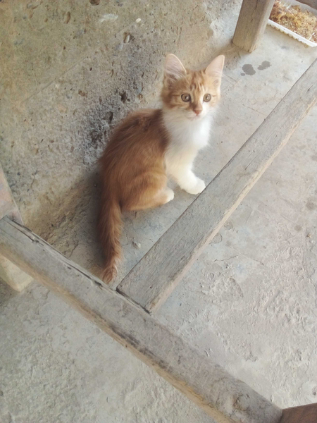 Котята - Раздаём бесплатно