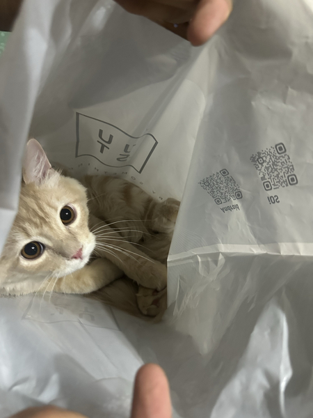 Кошка для вязки скотиш хайланд страйт