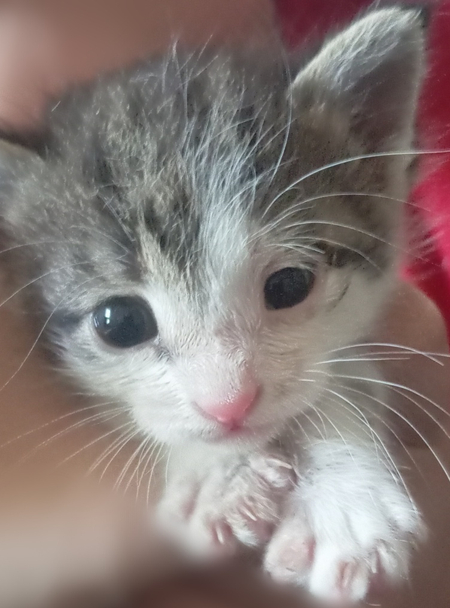 Котенок девочка 2 месяца бесплатно