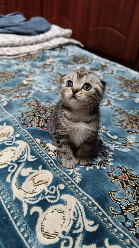 Скоттиш фолд сотилади