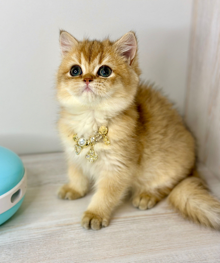 Британская шиншилла. Britaniyalik oltin chinchilla,hujjatlar bilan.