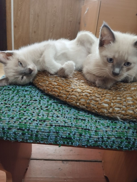 Продаются котятки 2 девочки.