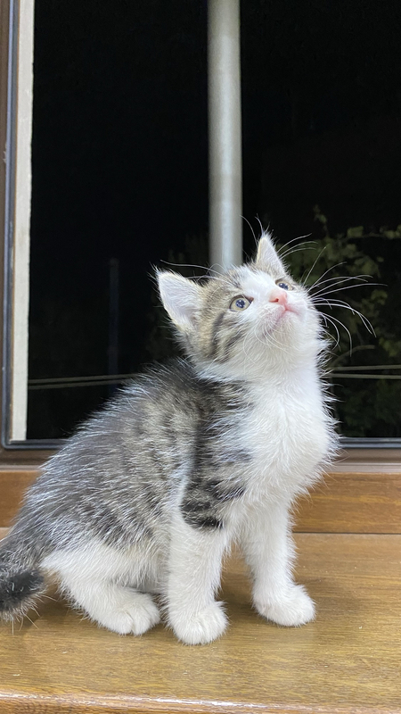 Mushukcha. Котёнок.