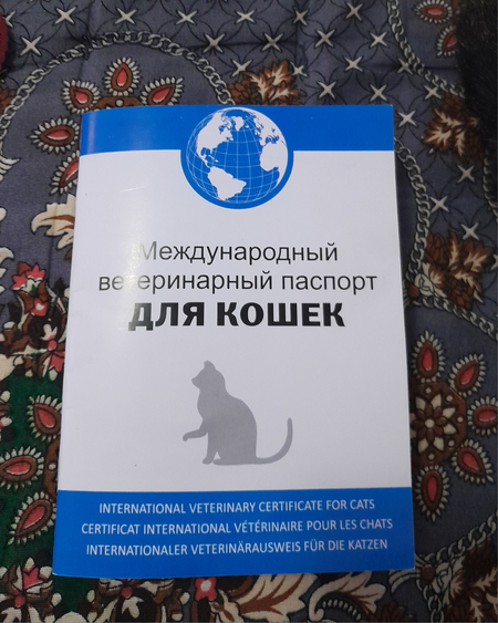 Котёнок 2,5 месяца