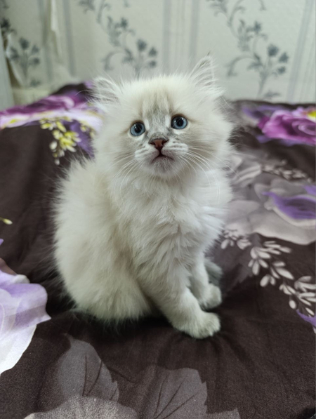 Балинизийская девочка котенок