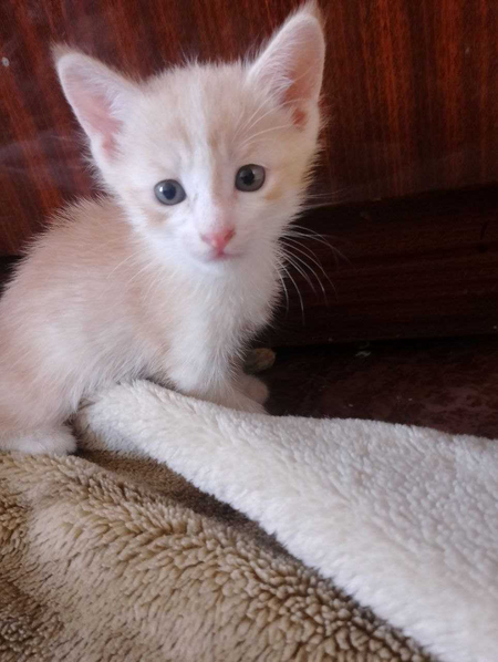 Кошка породистая