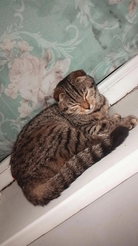Продается веслоухая кошечка