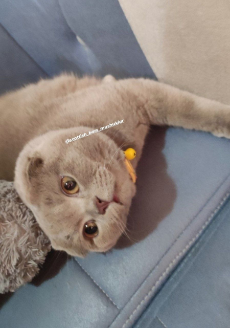 Мушук скотиш фолд ,кошка скоттиш фолд