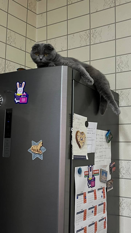 Продается котенок скоттиш фолд