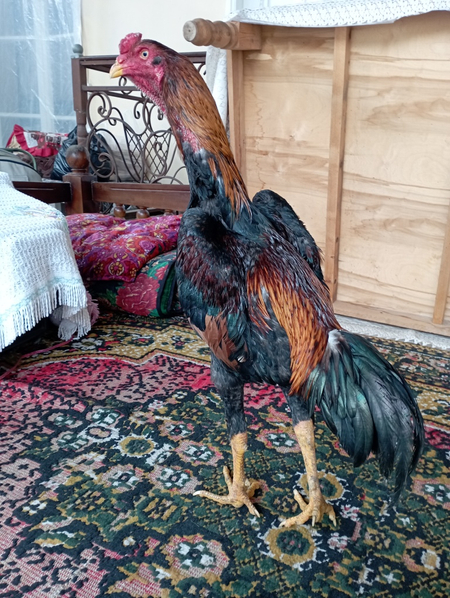 Kars bilan nems bolasi sotiladi