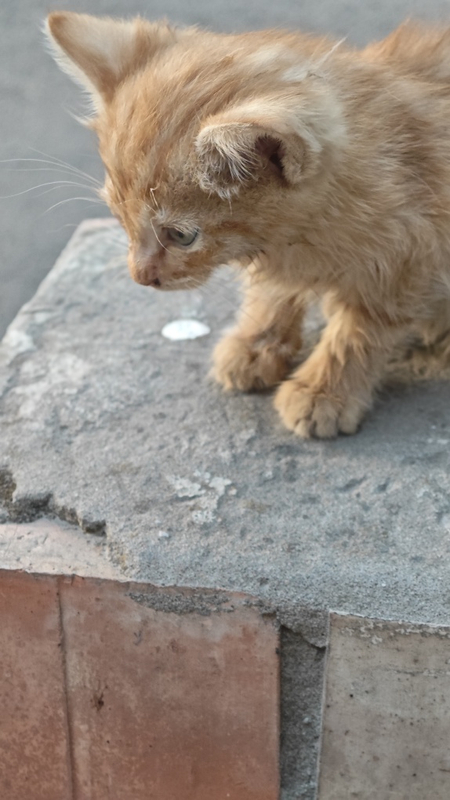 Котенок в хорошие руки