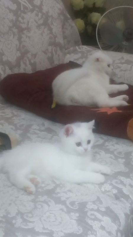 Продам страйт девочка
