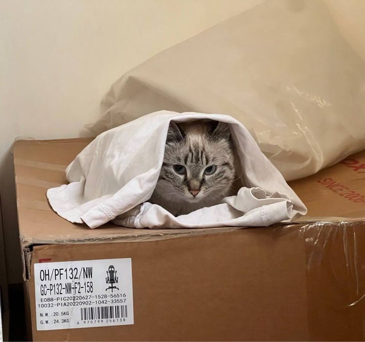 Кошка в добрые руки
