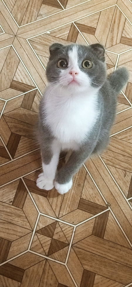 Продаётся шотландская вислоухая кошка мальчик