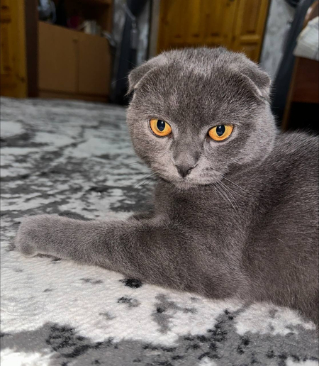 Скоттиш-фолд (Шотландская вислоухая кошка)