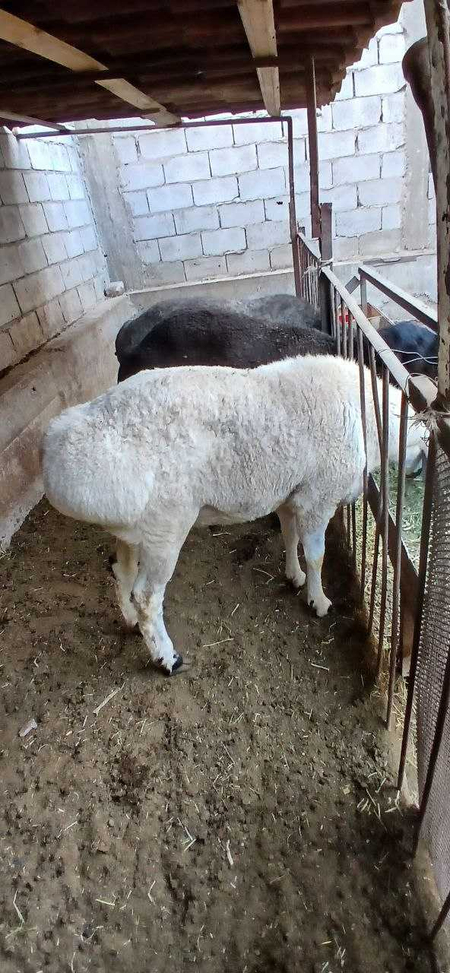 Qurbonlik uchun zotdor 100% soglom quchqor sotiladi