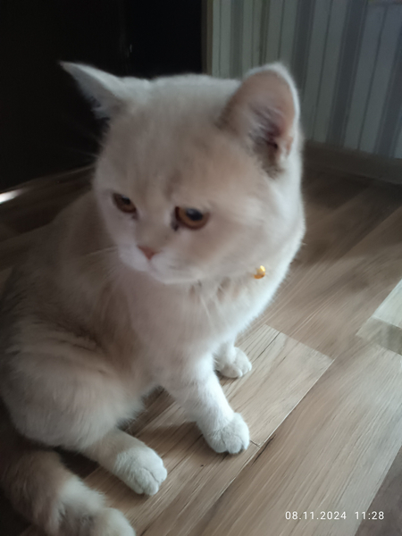 Скотиш страйд  породистый