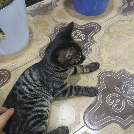 Срочно продам.Бенгальские котята.