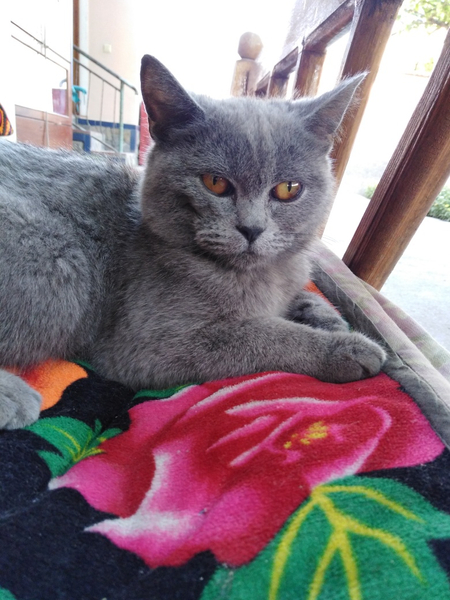 British shorthair