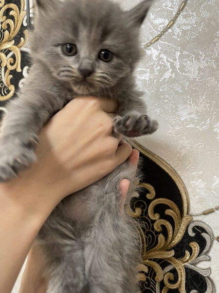 Продаются котята Скоттиш Страйт Скоттиш Фолд  мальчик один девочка
