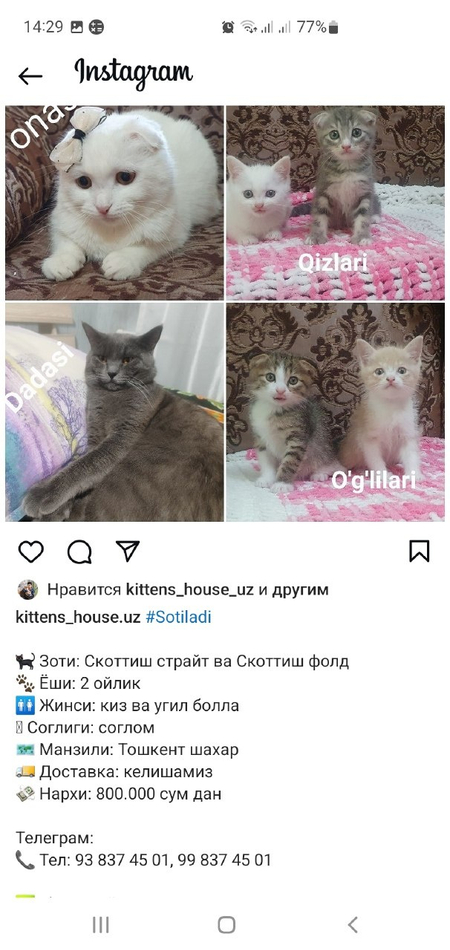 Zotdor mushuk bollar sotiladi