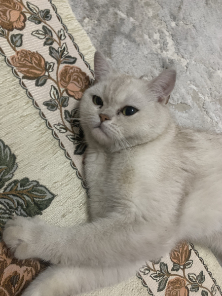 Britanskaya Serebristaya Shinshilla